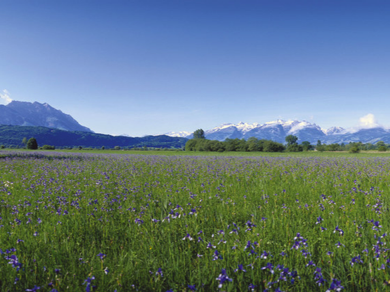 Ruggeller Riet Routes for Walking and Hiking | Komoot