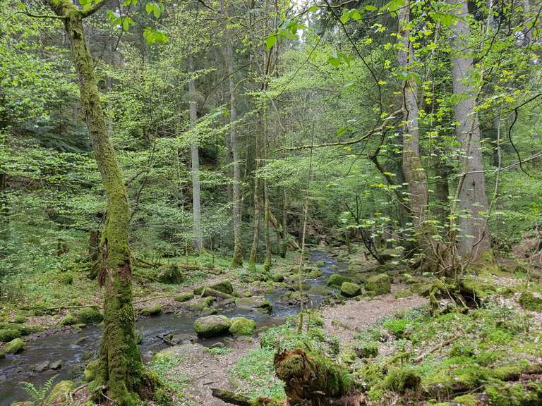 Monbachtal-Schlucht: Wanderungen und Rundwege | komoot