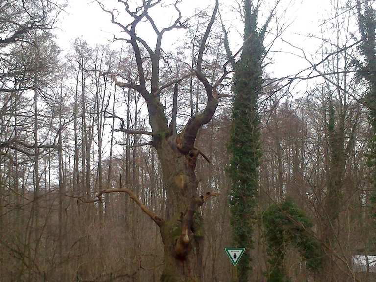 Dicke Marie – ältester Baum Berlins Routes for Walking and Hiking | Komoot