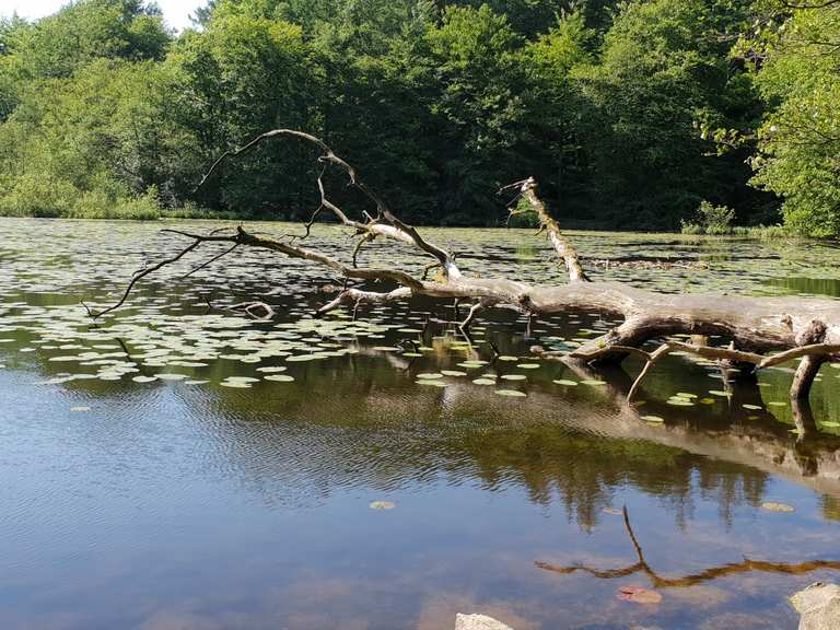 Roikier See Routes for Walking and Hiking | Komoot