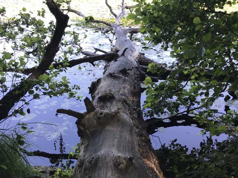 Roikier See Routes for Walking and Hiking | Komoot