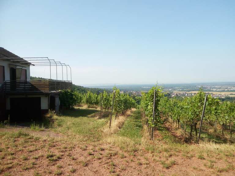 Weinberg Wasserlos: Rutas de senderismo y caminatas | Komoot