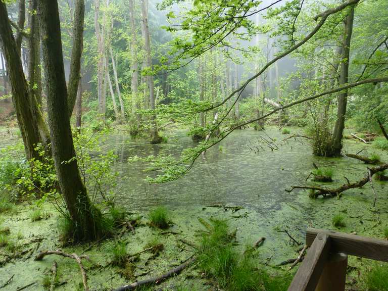 Sumpflandschaft: Wanderungen und Rundwege | komoot