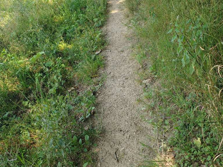 Sendero junto al borde del bosque: Rutas MTB | Komoot