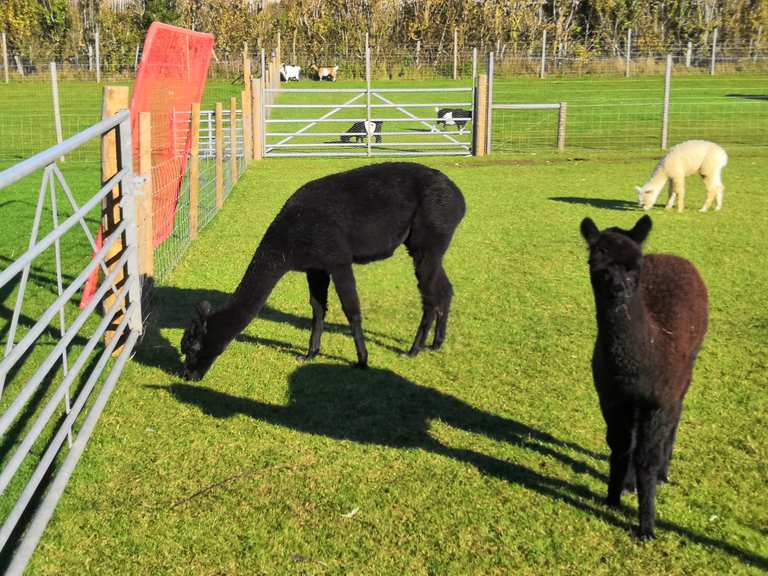 Lenham Cross Routes for Walking and Hiking | Komoot