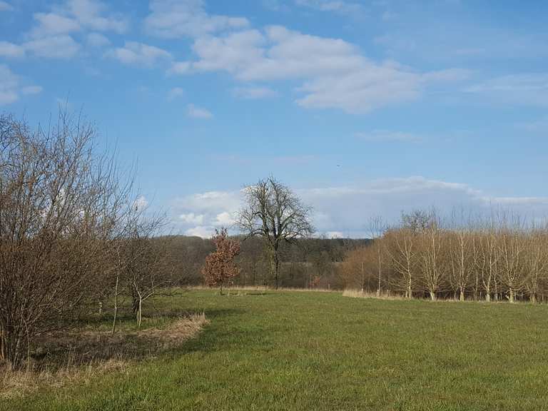 Willesley Wood Routes for Walking and Hiking | Komoot