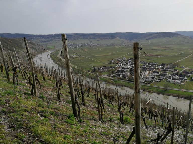 Mosel Panorama Weg - Trittenheim nach Klüsserath Cycle Routes and Map ...
