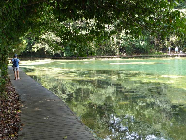 Boardwalk – MacRitchie Reservoir loop from Upper Bukit Timah | hike ...