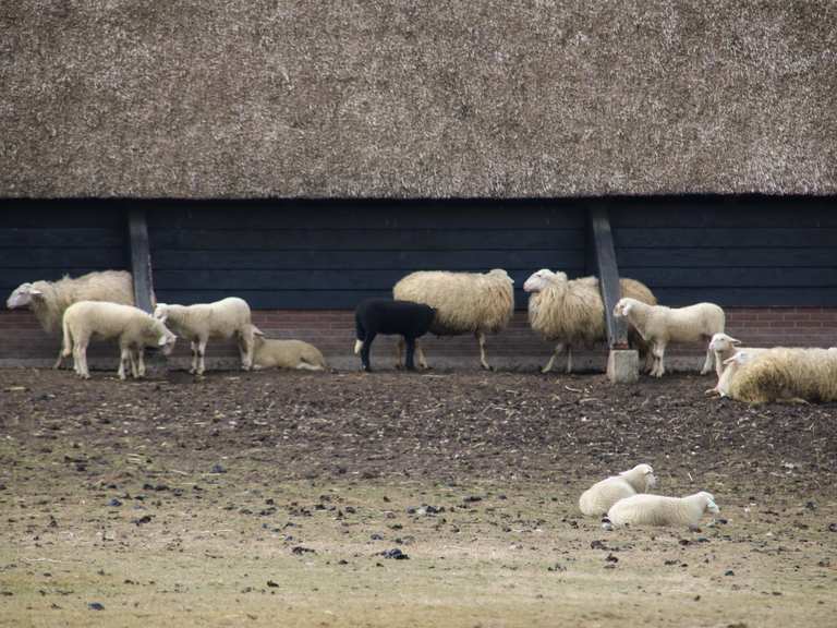 Schaapskooi Ermelo wandelroutes en hikes | Komoot