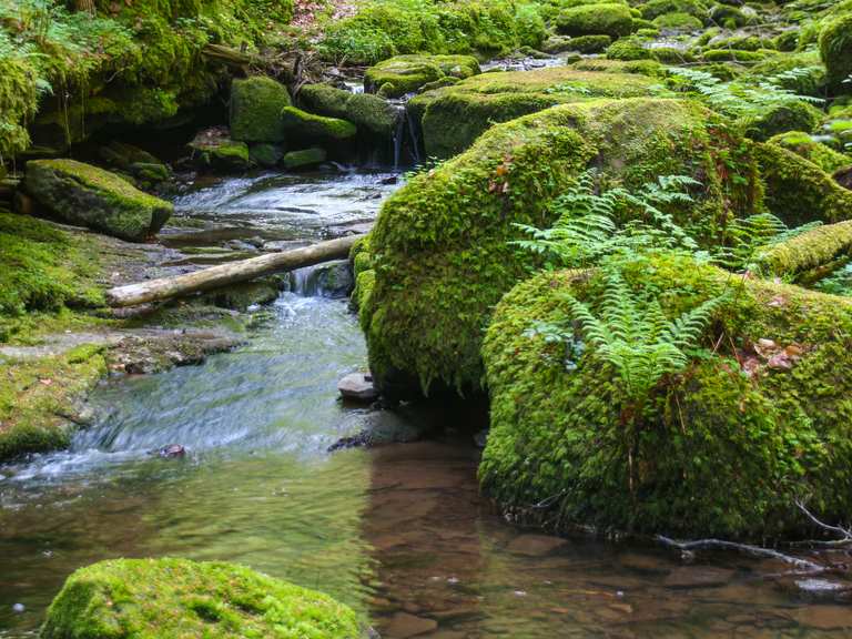 Monbachtal-Schlucht: Wanderungen und Rundwege | komoot