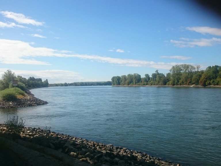 Rheinblick Trebur Steindamm : Radtouren und Radwege | komoot