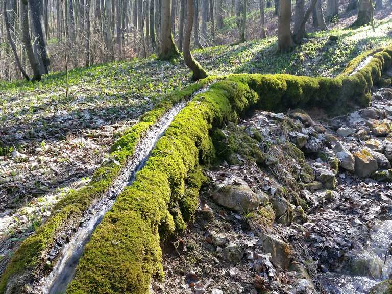 Steinerne Rinne: Wanderungen und Rundwege | komoot