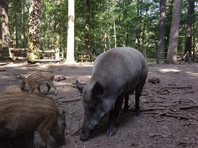 Wildgehege im Spandauer Forst wandelroutes en hikes | Komoot