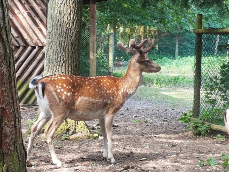Wildgehege im Spandauer Forst Routes for Walking and Hiking | Komoot