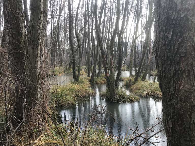 Naturschutzgebiet Zarth: Wanderungen und Rundwege | komoot