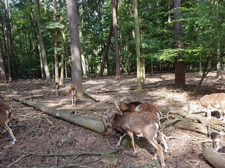 Wildgehege im Spandauer Forst: Wanderungen und Rundwege | komoot