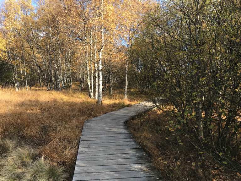 Moorlehrpfad durch das Rote Moor: percorsi escursionistici e trekking ...