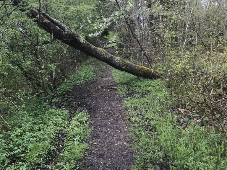 Szlak Blankenheim Wald – trasy MTB | Komoot