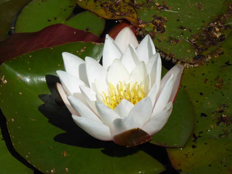 Roikier See Routes for Walking and Hiking | Komoot