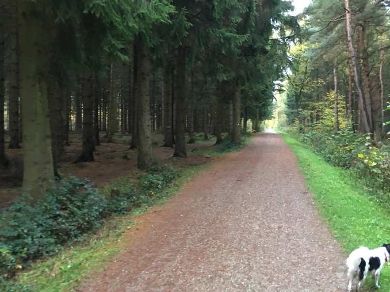 Forest path in the direction of Eschweiler Waldsiedlung - Routes for ...