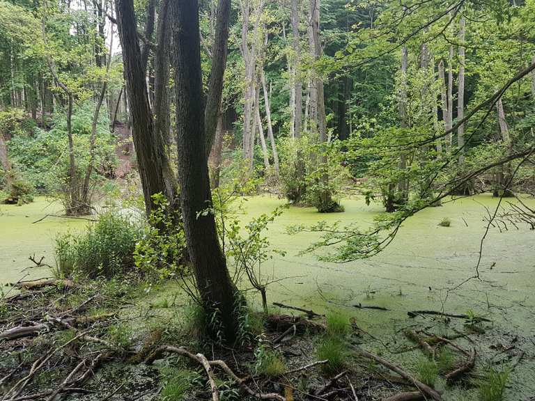 Sumpflandschaft wandelroutes en hikes | Komoot