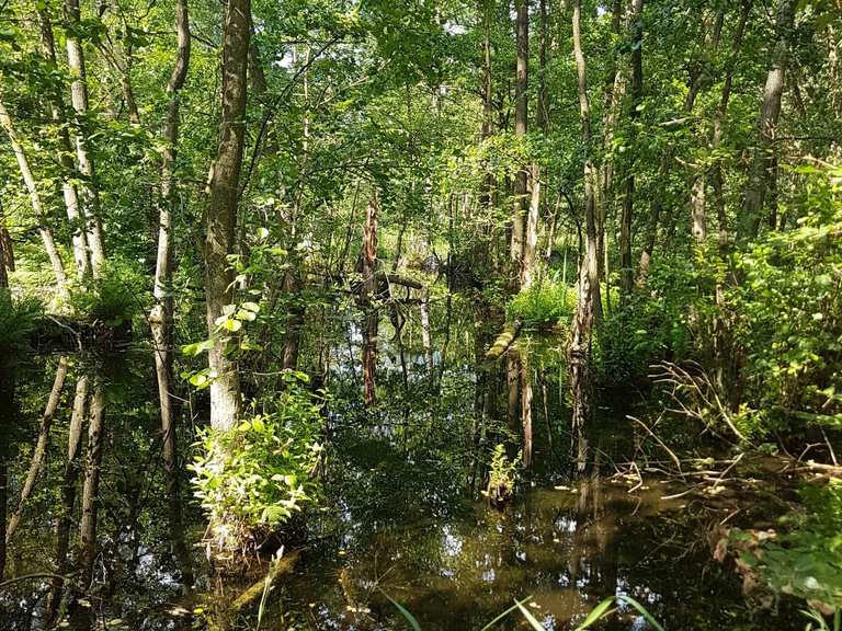 Wildgehege im Spandauer Forst - Berlin, Germany | Hiking Tips & Photos ...