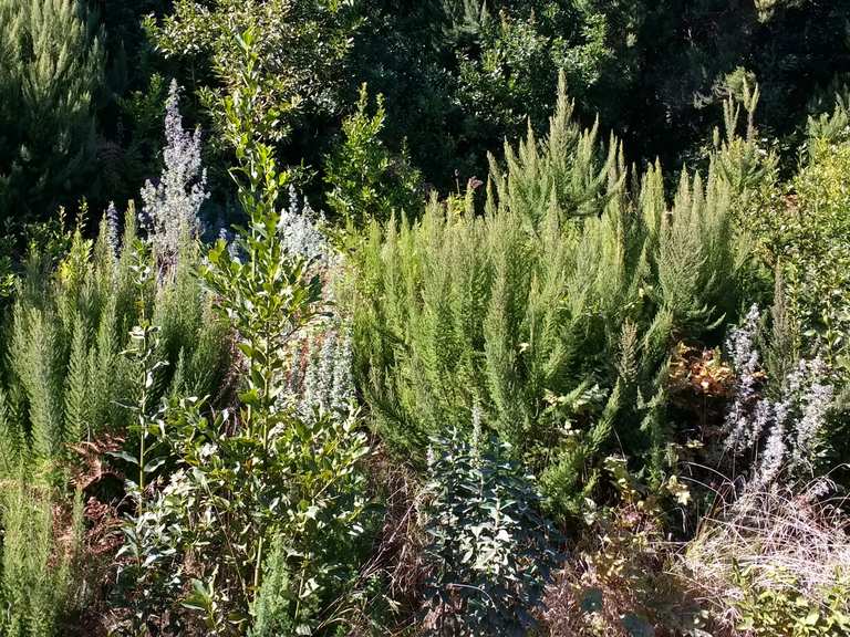 Fayal-Brezal - Routes for Walking and Hiking | Komoot