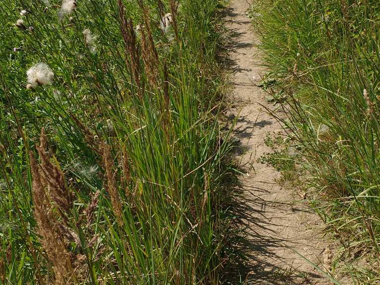 Sendero junto al borde del bosque: Rutas MTB | Komoot