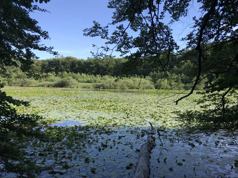 Roikier See Routes for Walking and Hiking | Komoot