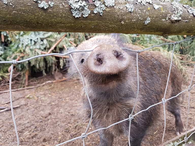 Wildpark Frankenberg: Wanderungen und Rundwege | komoot