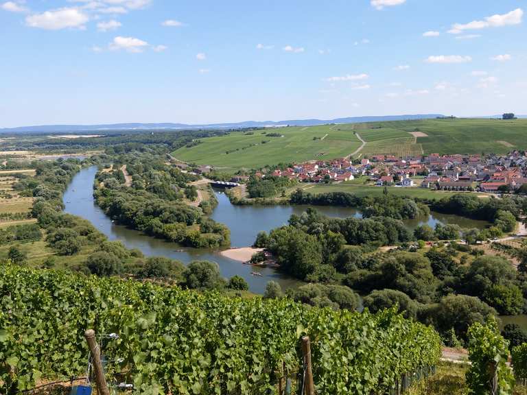 Schöner Blick auf den Main – Vogelsburg Runde von Volkach-Astheim ...