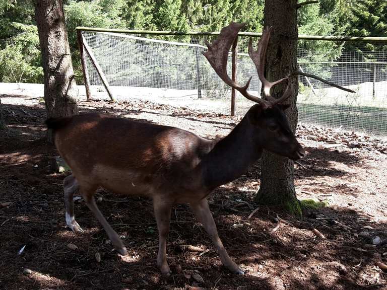 Wildfreigehege Hellenthal: Wanderungen und Rundwege | komoot