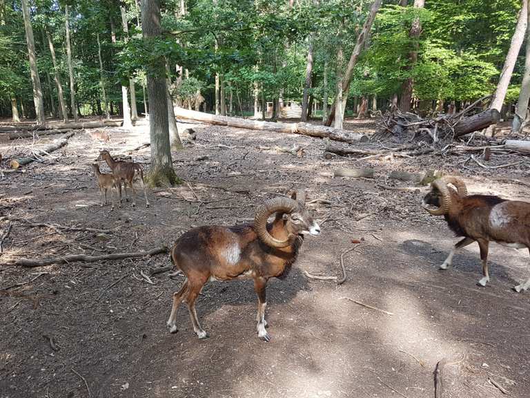 Wildgehege im Spandauer Forst: Wanderungen und Rundwege | komoot