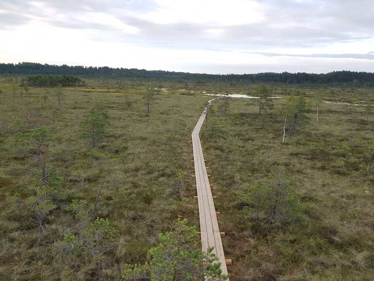 Aussichtspunkt Riisa raba: Wanderungen und Rundwege | komoot