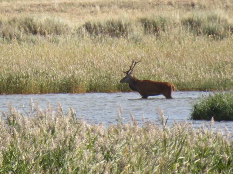 Bohlenwege Ottosee Routes for Walking and Hiking | Komoot