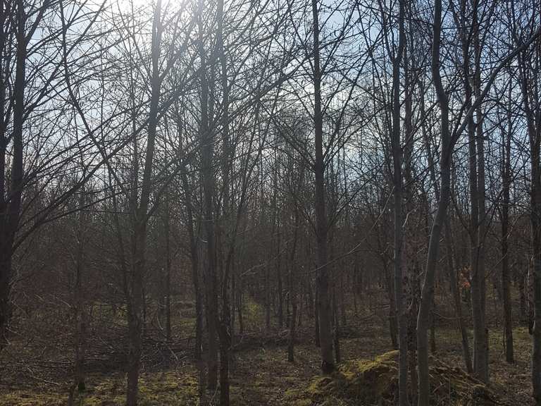 Willesley Wood Routes for Walking and Hiking | Komoot