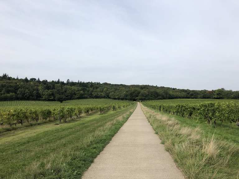 Denbies Vineyard Wine Estate - Cycle Routes and Map | Komoot