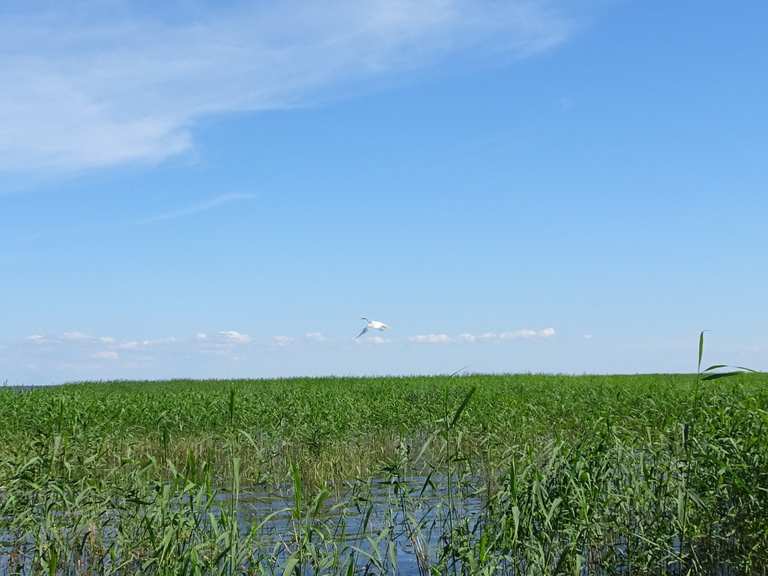 Acceso a la orilla del lago Peipus (Estonia): Rutas de senderismo y ...