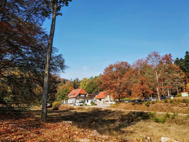 Forsthaus Annweiler – Schwarzer Fuchs: Wanderungen und Rundwege | komoot