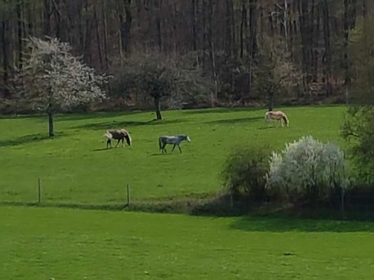 Weinberghütte Guthmann, Ellmendingen: Mountainbike-Touren und -Trails ...