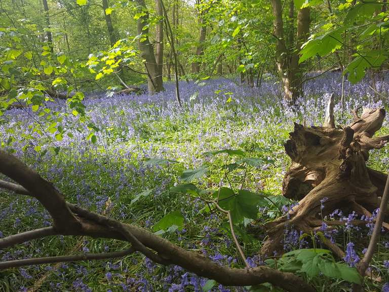 Blue bell forest. Routes for Walking and Hiking | Komoot