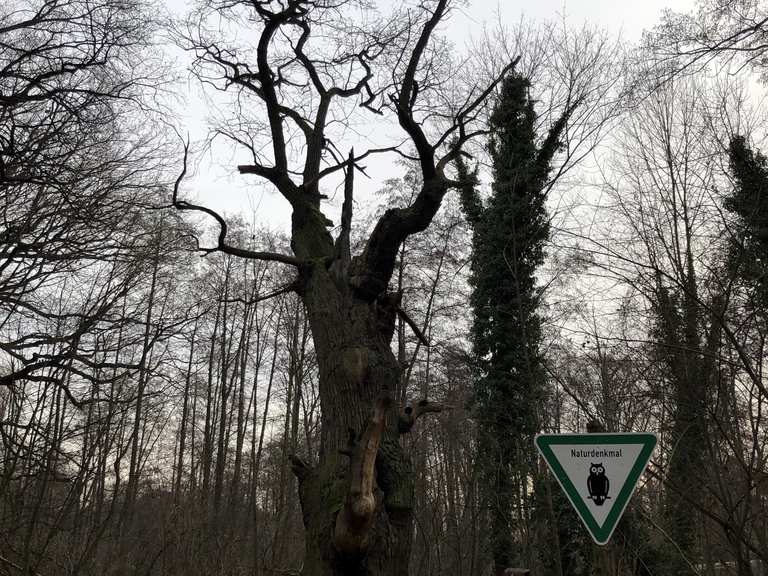 Dicke Marie – ältester Baum Berlins : percorsi escursionistici e ...