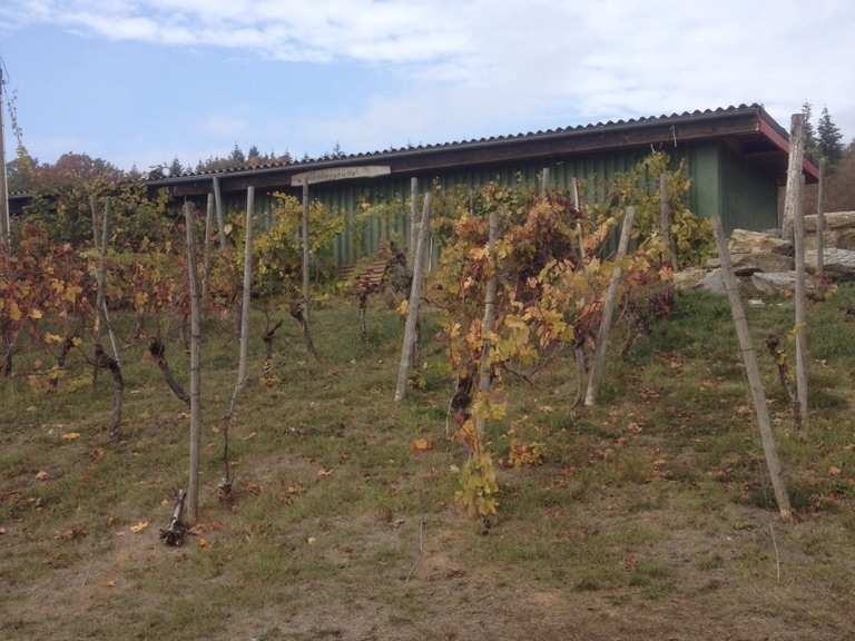 Weinberghütte Ketten-Ellmendingen - Mountain Bike Trails & Tracks | Komoot