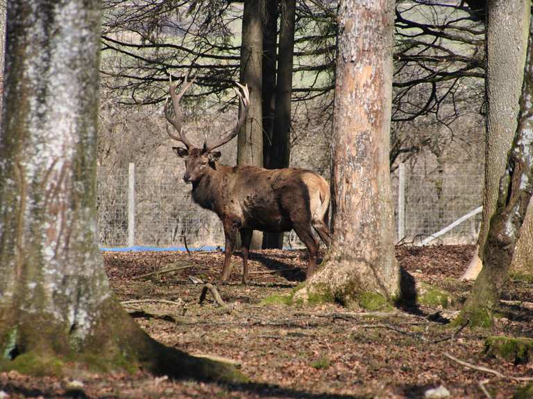 Wildpark: Wanderungen und Rundwege | komoot