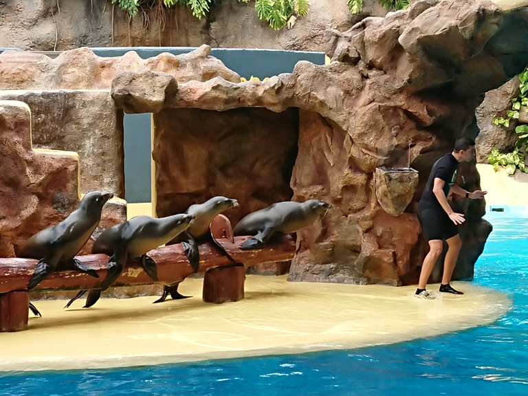 Loro Parque Routes for Walking and Hiking | Komoot