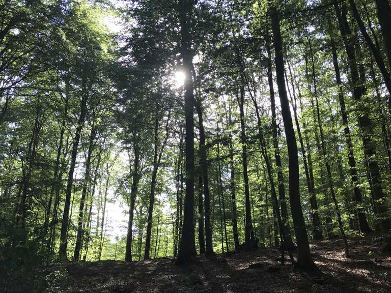 Roikier See Routes for Walking and Hiking | Komoot