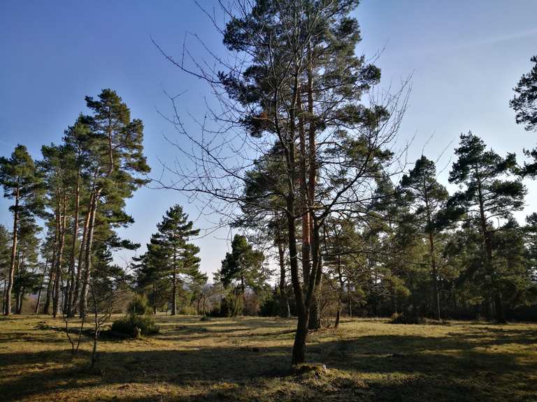 Venusberg: Wanderungen und Rundwege | komoot