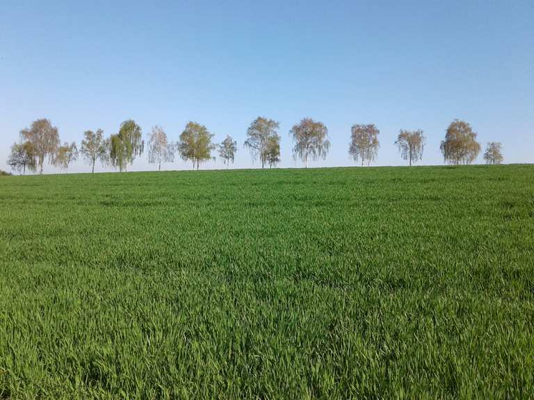 Krötenweiher – Wilde Weiher /Teiche Runde von Waldrode | Wanderung | Komoot