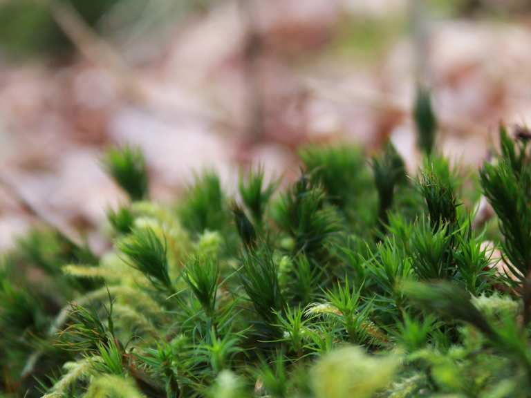 Piles Copse Routes for Walking and Hiking | Komoot