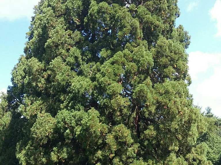Naturdenkmal Mammutbäume - Landstuhl, Kaiserslautern | Hiking Tips ...